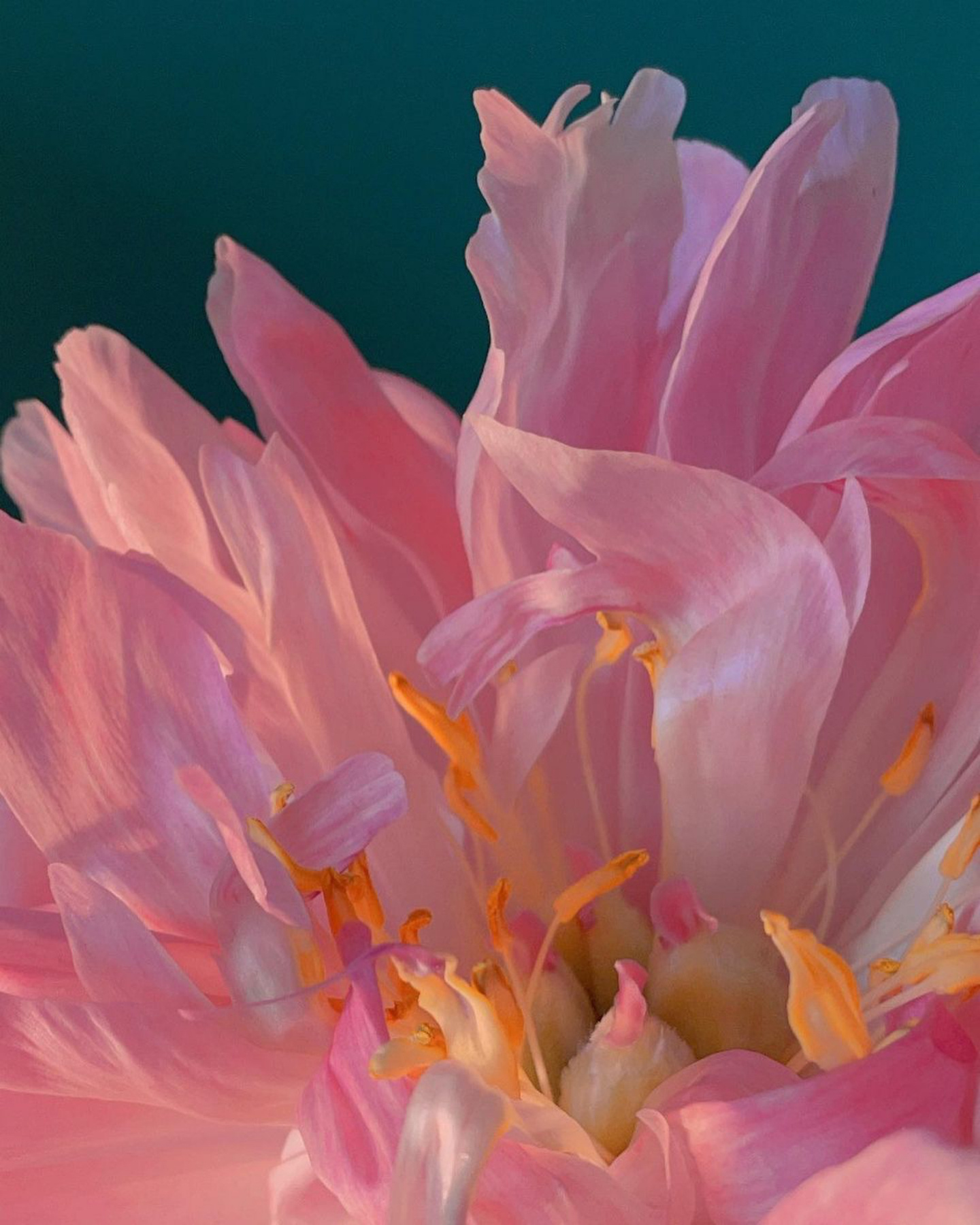 Doan Ly — 37.2 Paris