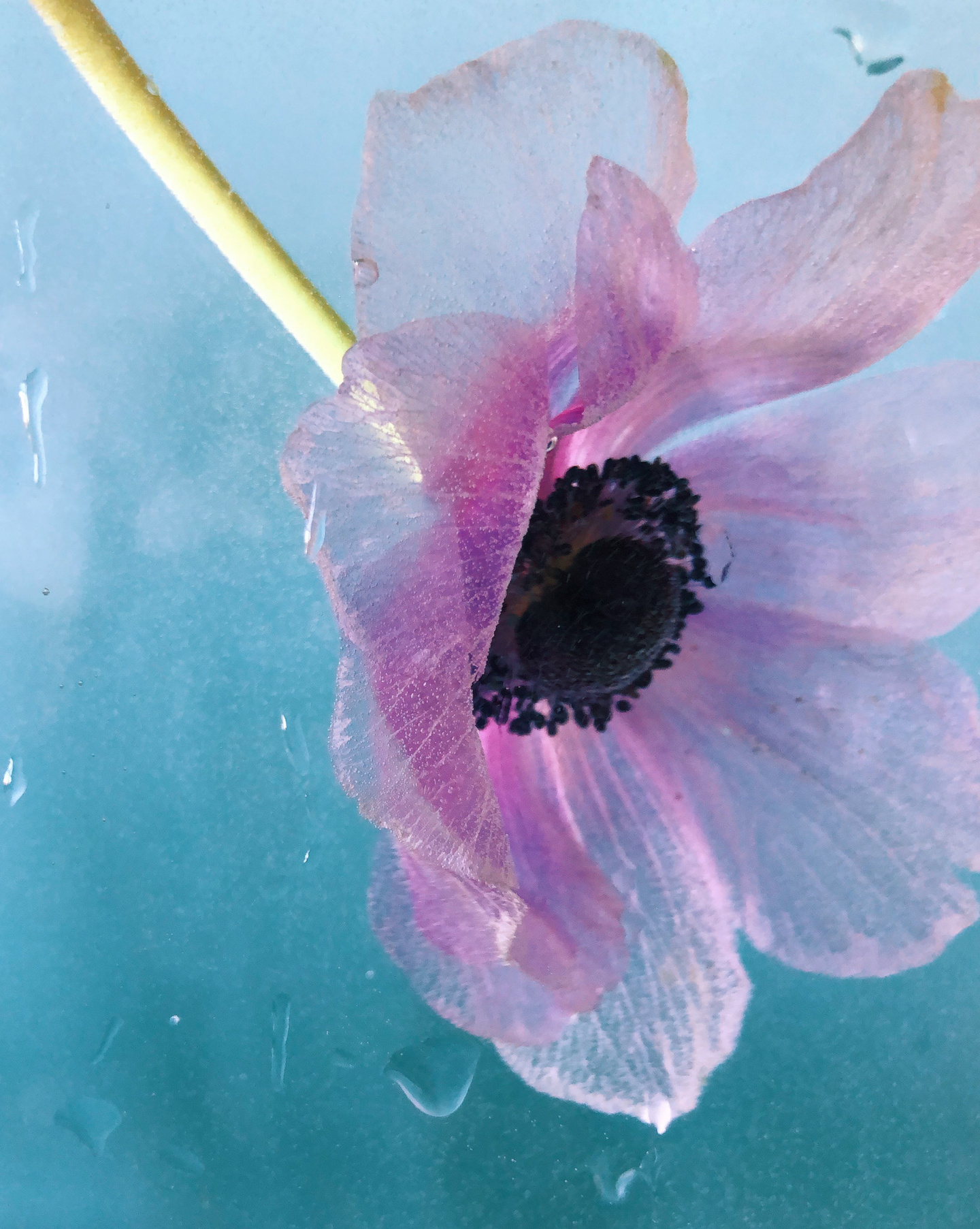 37.2 Paris - Doan Ly - Portfolio