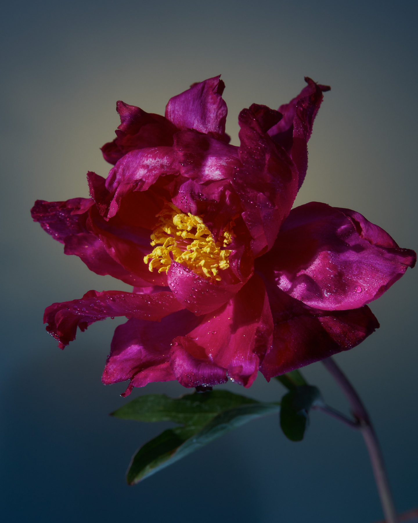 37.2 Paris - Doan Ly - Portfolio