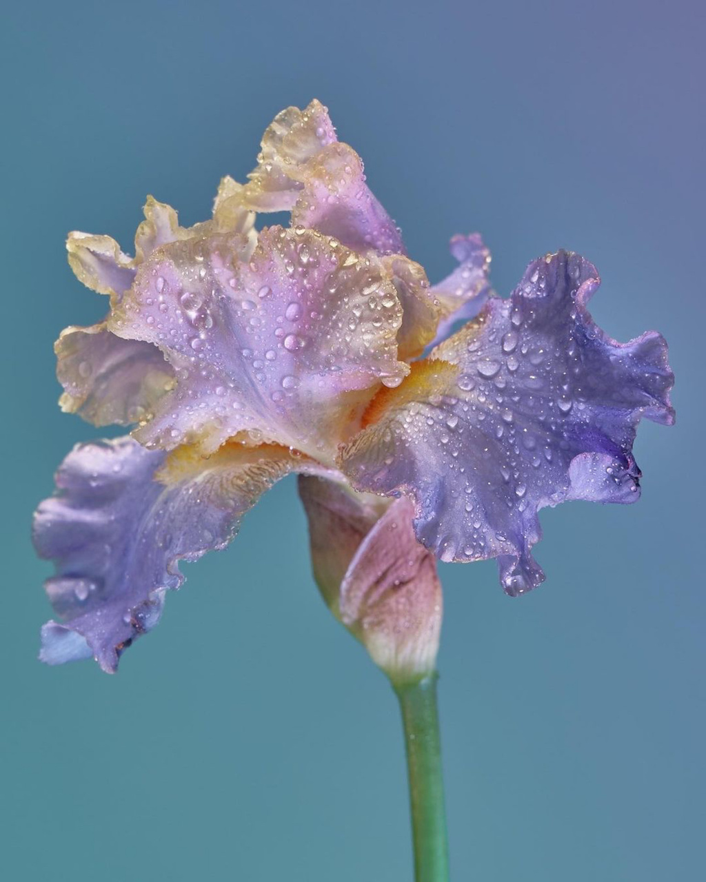 37.2 Paris - Doan Ly - Portfolio